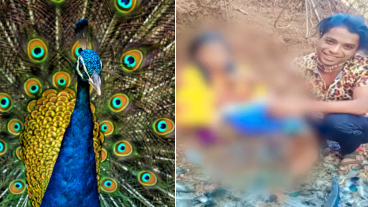 रील बनाने के लिए नोच डाले मोर के पंख, वीडियो वायरल होने पर वन विभाग ने ...