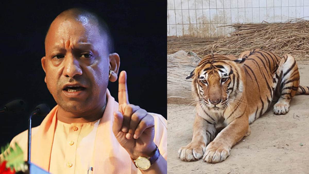 Dudhwa Tiger Reserve: 4 बाघों की मौत के बाद CM योगी की बड़ी कार्रवाई, दुधवा के कई अधिकारी बदले ...