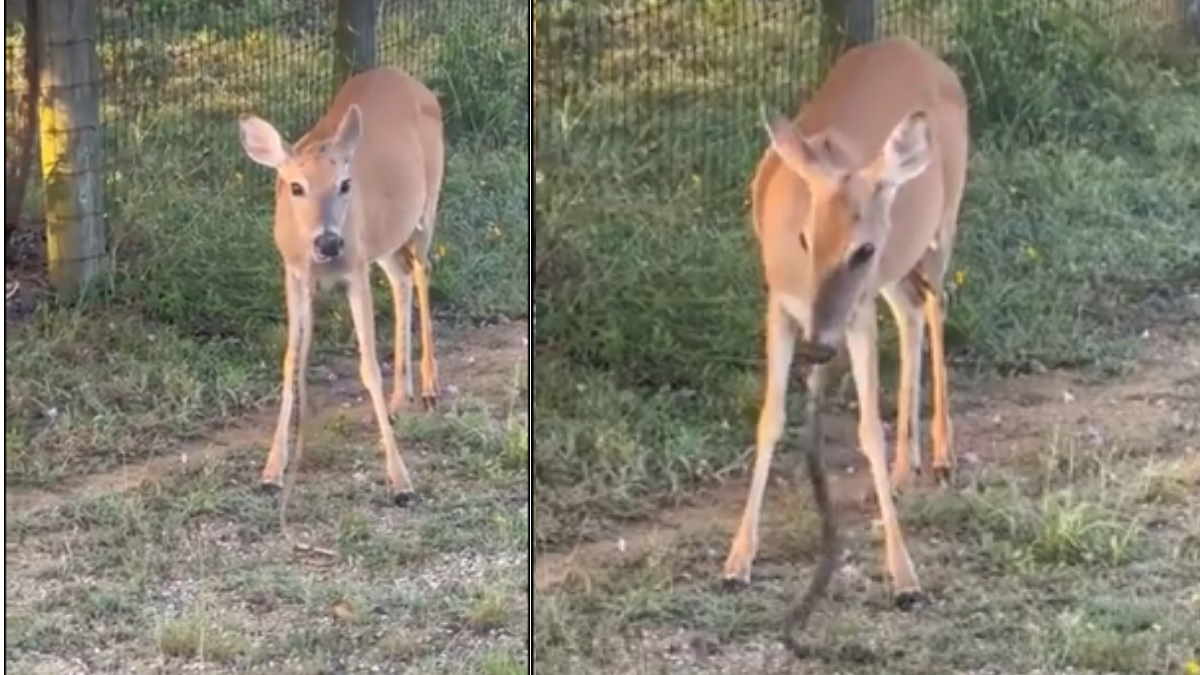 जहरीले सांप को च्विंगम के जैसे चबा गया हिरण, देखें हैरान कर देने वाला ...
