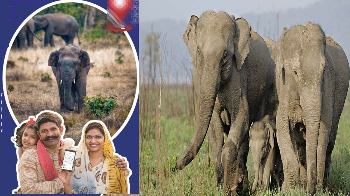 छत्तीसगढ़ में हाथियों के मूवमेंट की हाईटेक नज़र, एलीफेंट ट्रैकिंग एंड अलर्ट एप किया गया विकसित ...