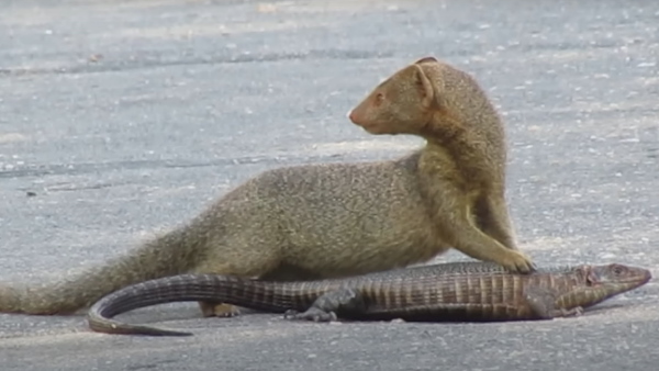 VIDEO: इस बार सांप की जगह छिपकली से भिड़ा नेवला, पर्यटकों के सामने हुई ...