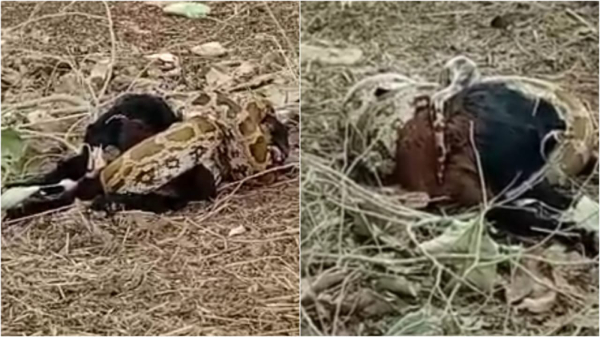 VIDEO: 20 फीट का अजगर निगल गया जिंदा बकरा, फिर हो गई ऐसी हालत | Python ...