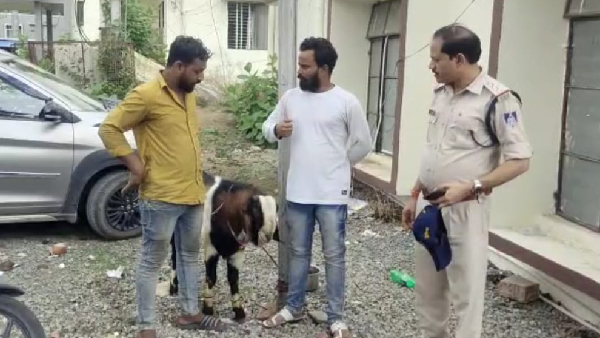 VIDEO: बकरीद में कुर्बानी से पहले पुलिस हिरासत में बेजुबान जानवर, एक ...