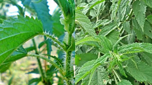 Bichhu Ghas के बारे में ये बातें जानते हैं क्या? फायदे सुनकर चौंक ...