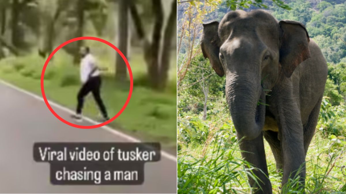 VIDEO: फोटो क्लिक कराने के चक्कर में हाथियों के इलाके में घुसा, गजराज ...