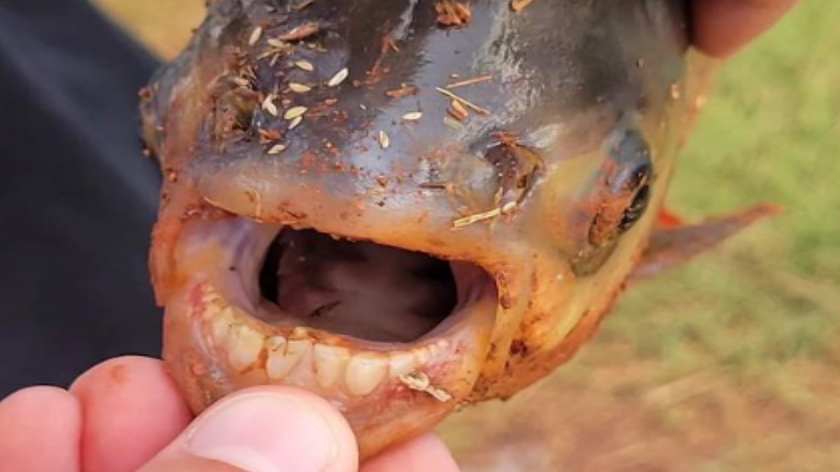 हैरतअंगेज! मछुआरे को मिला अजीबोगरीब जीव, हूबहू इंसानों जैसे दांत देखकर ...