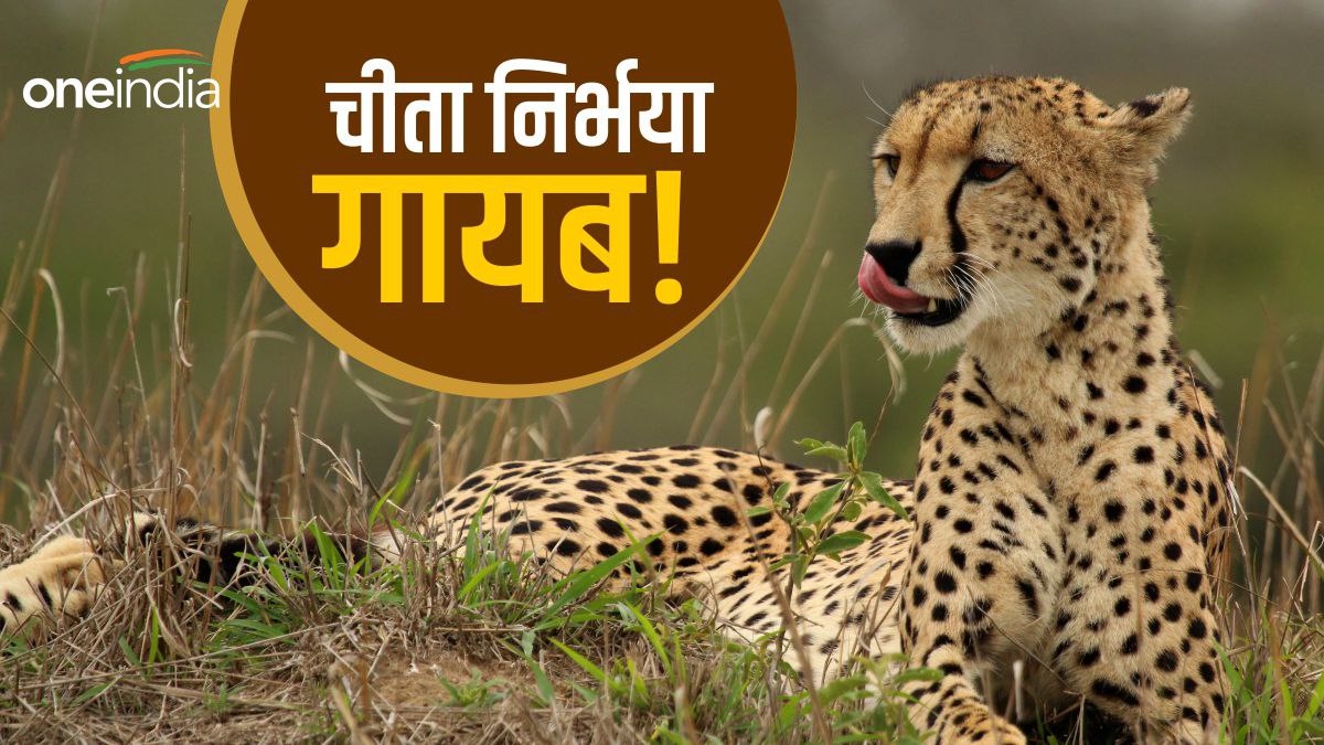 Kuno National park का 'चीता निर्भया' कहां है? कॉलर आईडी खराब होने से ...