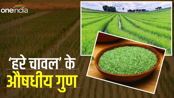 Green Rice Farming: बिहार में भी हो रही हरे चावल की खेती, 500 रुपए किलो ...