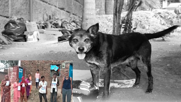 Rabies: पागल कुत्ते ने बच्ची को काटा, मौत से पहले मासूम ने 50 लोगों को काटा, इलाके में दहशत ...