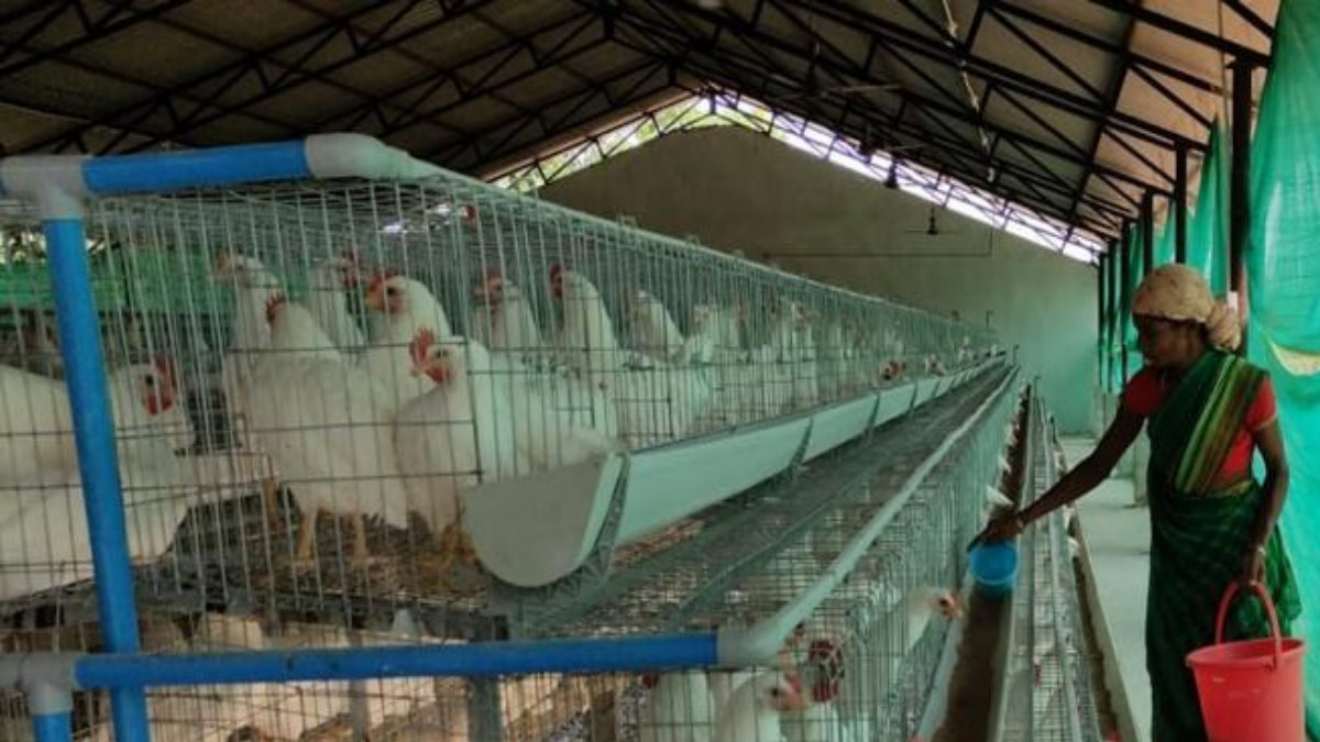बस्तर में कुक्कुट पालन बना रोजगार का जरिया, महिला समूह को मिल रही अच्छी ...