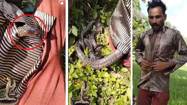 'इतना भयानक VIDEO कभी नहीं देखा', शख्स की शर्ट में घुसा सांप, इस तरह ...