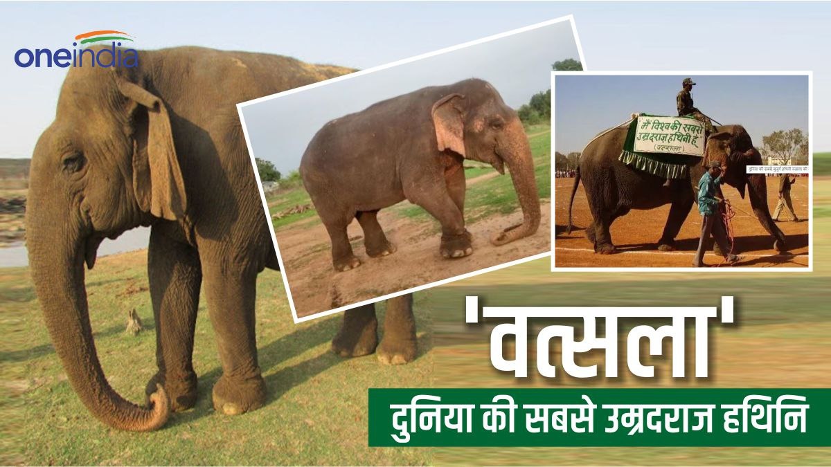 'वत्सला' पन्ना टाइगर रिजर्व में दुनिया की सबसे बुजुर्ग हथिनी, गिनीज बुक ...