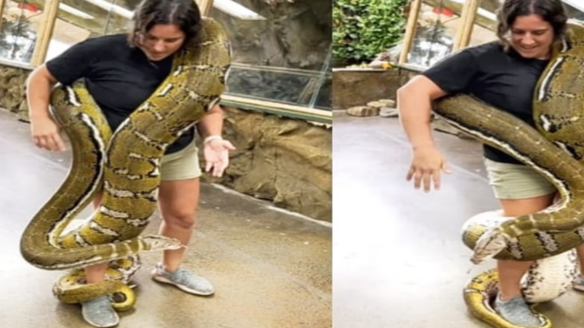 मजाक-मजाक में बड़े से अजगर से जा लिपटी महिला, वीडियो देखकर रोंगटे खड़े हो जाएंगे | woman plays ...