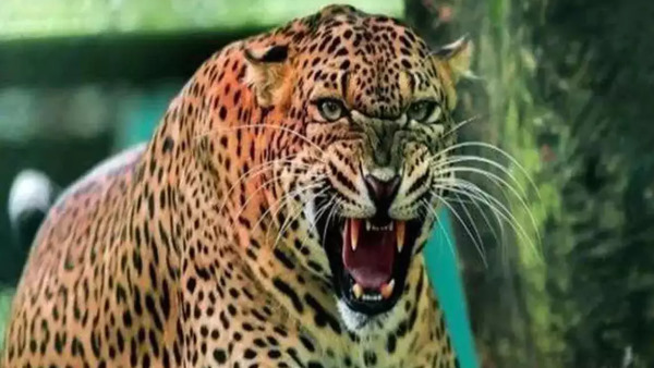 Tehri: घर के आंगन से तीन साल के मासूम को उठा ले गया गुलदार, इस हाल में ...