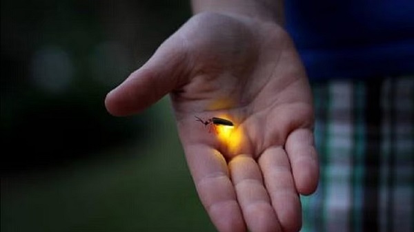 Firefly: जुगनू के शरीर में लाइट क्यों चमकती है ? क्या है वैज्ञानिक कारण ...