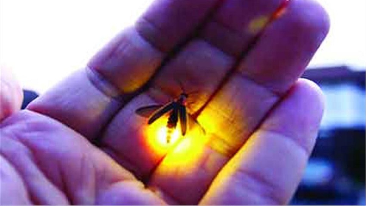 Firefly: जुगनू के शरीर में लाइट क्यों चमकती है ? क्या है वैज्ञानिक कारण ...
