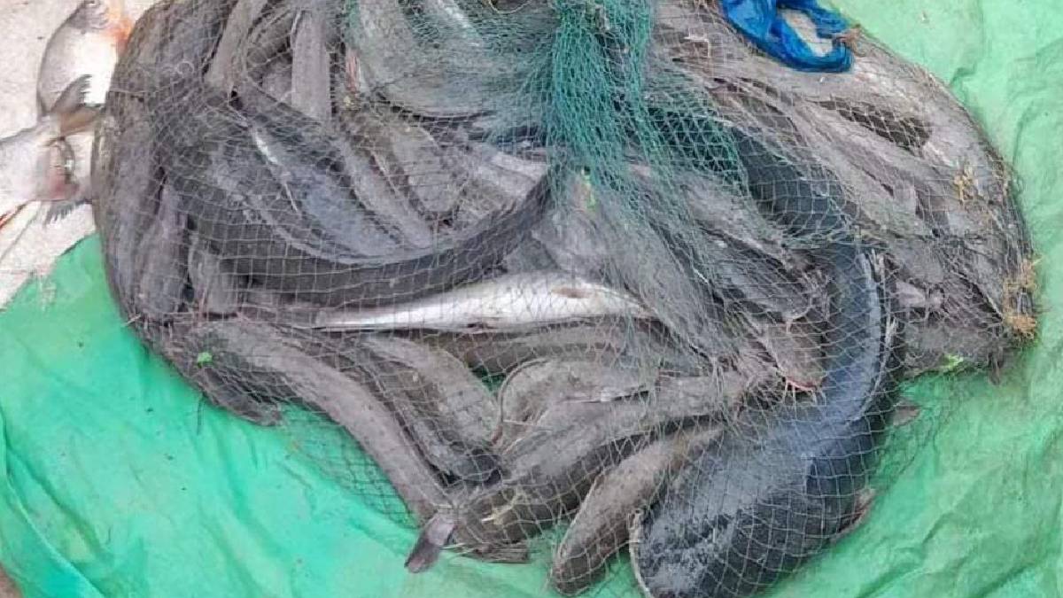 MP news: थाईलैंड की मांगूर एक्जोटिक मछली पर प्रतिबंध, क्या है इसकी ...