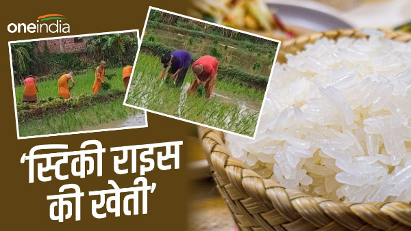बिहार के इस ज़िले में पहली बार हो रही Sticky Rice की खेती, जानिए क्या ...