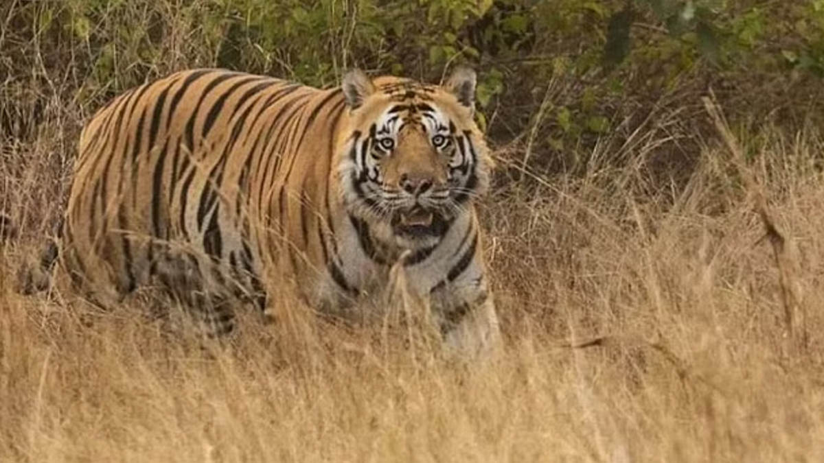 राजाजी टाइगर रिजर्व का बाघ पहुंचा हिमाचल, यमुना का जलस्तर कम होते ही ...