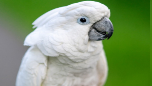 तोता ढूंढने वाले को मिलेंगे 25 हजार रुपये... 1 सितंबर से लापता है जोशी ...