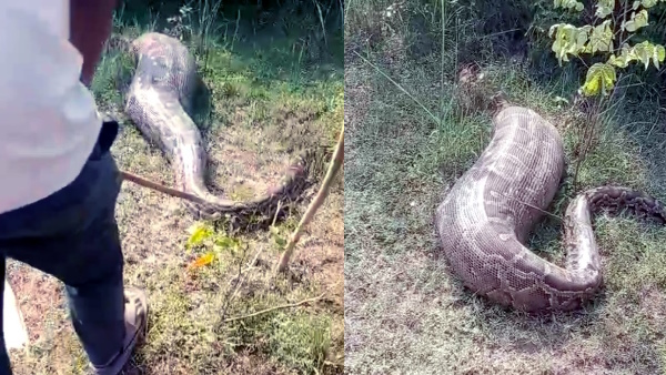 Video: 'अजगर' का पेट देख लोग हुए अचंभित, आखिर कौनसे जानवर को निगला ...