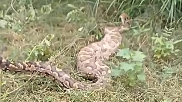 Viral Video: लोगों ने समझा इंसान को निगल गया 'अजगर', पूंछ खींचने पर ...
