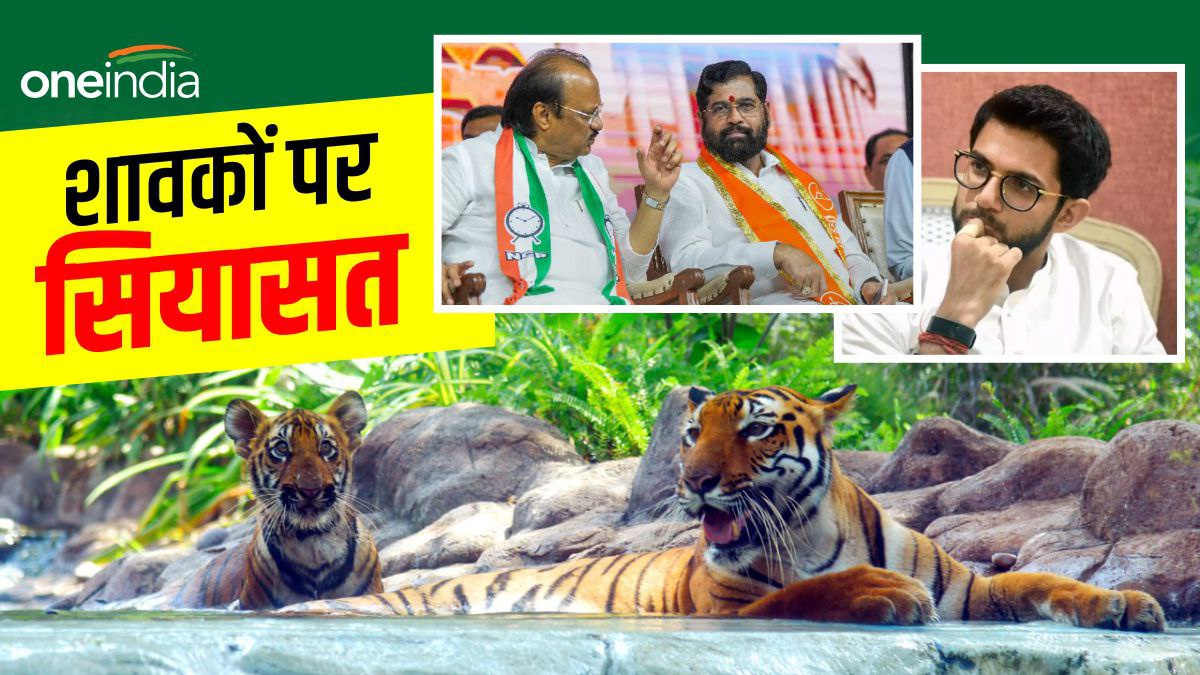 Tiger cubs: महाराष्ट्र में बाघ के शावकों के नाम पर क्यों सुलगी राजनीति ...
