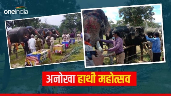 Umaria Haathi Mahotsav: बांधवगढ़ टाइगर रिजर्व में हाथियों की मौज, मसाज के साथ खा रहे 56 भोग ...