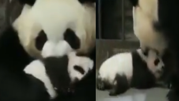 OMG! पहले गोद में लिया और फिर कसकर सीने से जकड़ा, लाखों लोगों ने देखा ...