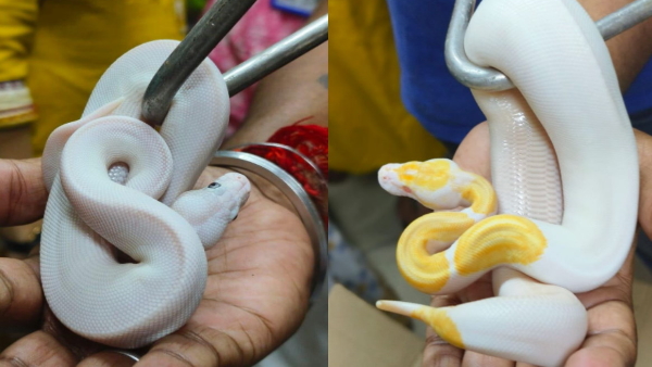 बिस्किट के पैकेट में भरे थे विदेशी सांप, डिब्बा खुला तो अधिकारियों के ...