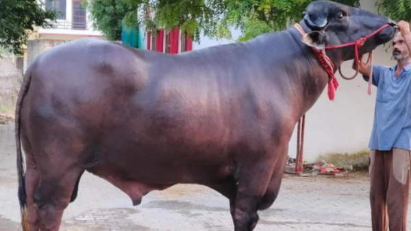 मिलिये 30 हजार बच्चों के बाप से... हर महीना कमाता है 8 लाख, सेवा में ...