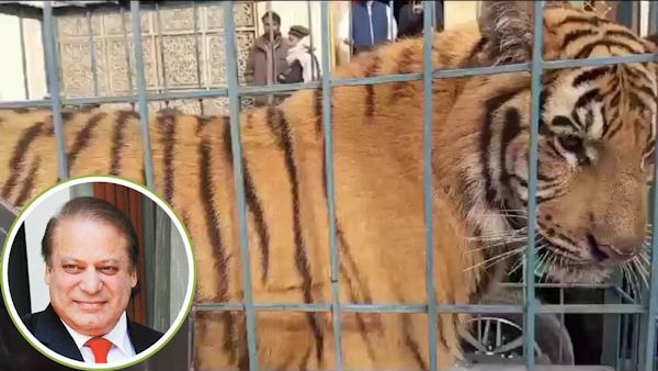 Pakistan: चुनावी रैली में असली शेर और बाघ लेकर पहुंच गया समर्थक, नवाज ...