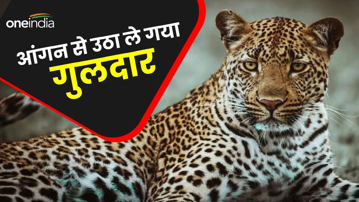 Uttarakhand news: आंगन में खेल रहे चार साल के मासूम को गुलदार ने बनाया ...