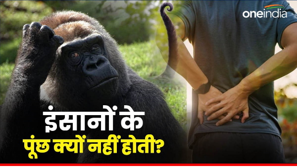 Explainer: जानवरों की तरह इंसानों के पूंछ क्यों नहीं होती हैं, जानिए ...