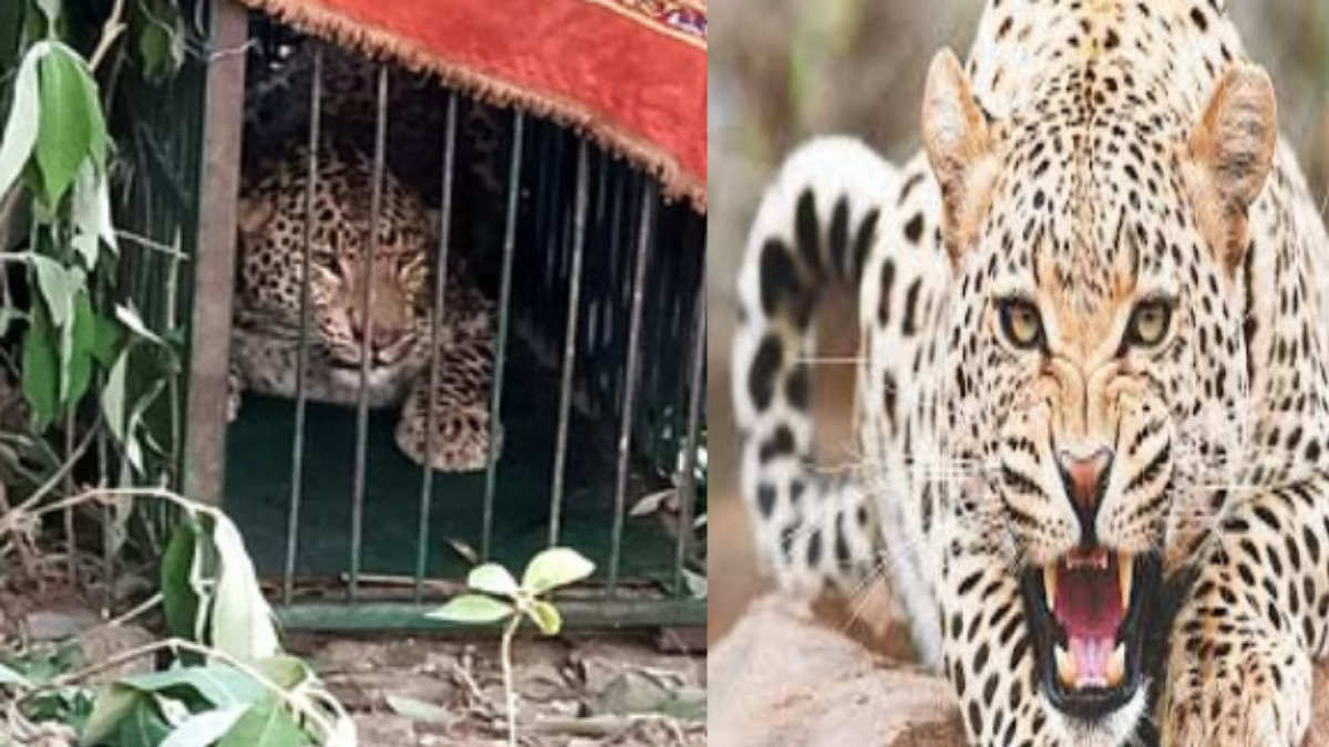 Uttarakhand news:सात वर्षीय मासूम को उठाकर ले जाने वाला गुलदार पिंजरे ...