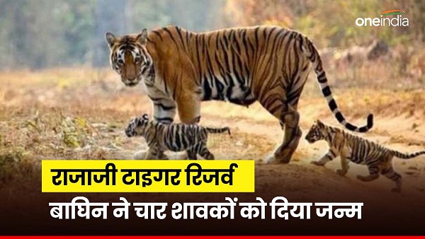 राजाजी टाइगर रिजर्व में कॉर्बेट से लाई गई बाघिन ने चार शावकों को दिया ...