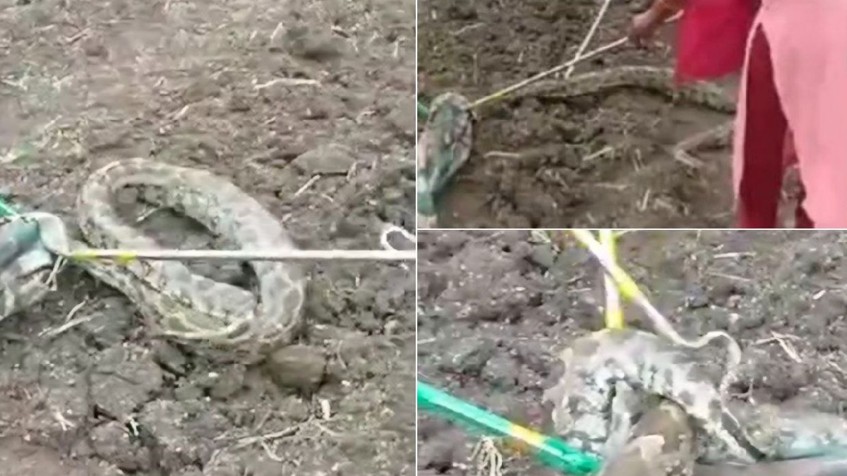 MP News: खेत में 6 फीट लंबे अजगर को देख मजदूरों के उड़े होश, रेस्क्यू ...