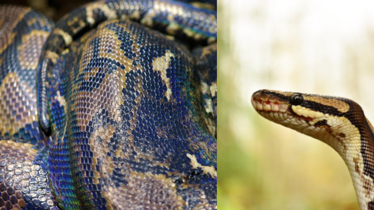 बच्चों के लिए दवा लेने गई महिला को जिंदा निगल गया अजगर! फिर जो हुआ ...