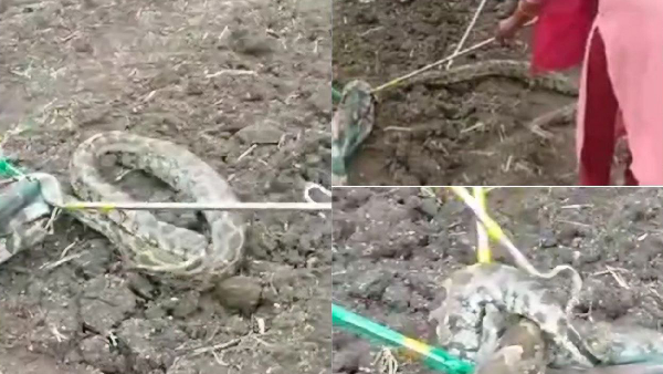 MP News: खेत में 6 फीट लंबे अजगर को देख मजदूरों के उड़े होश, रेस्क्यू ...