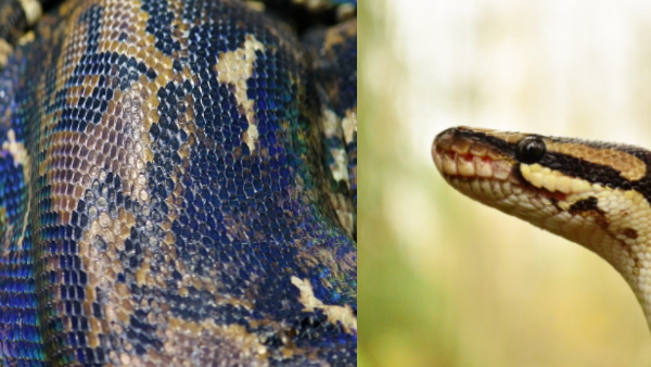 बच्चों के लिए दवा लेने गई महिला को जिंदा निगल गया अजगर! फिर जो हुआ ...