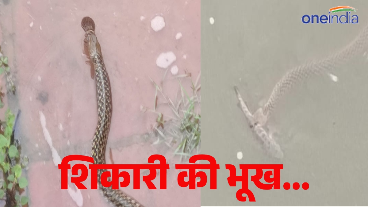 VIRAL VIDEO: जब पानी में दौड़ती मछली का सांप ने किया शिकार, वीडियो देख ...