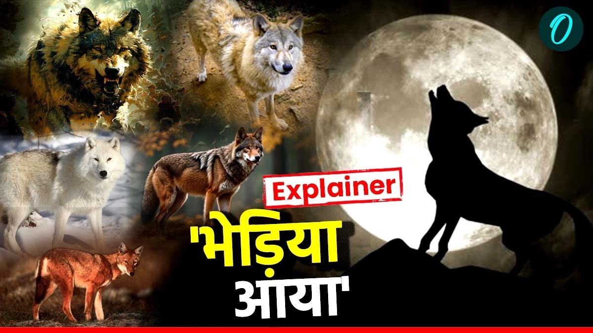 Wolf Terror: दुनिया में कितनी नस्ल के होते हैं भेड़िए? कौन कितना खूंखार ...