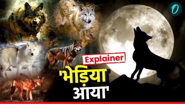 Wolf Terror: दुनिया में कितनी नस्ल के होते हैं भेड़िए? कौन कितना खूंखार ...