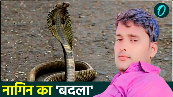 नागिन ने एक घंटे में लिया बदला, युवक को उसी स्थान पर डसा जहां उसने नाग ...