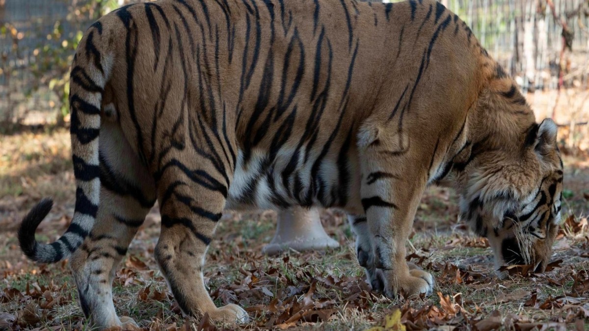 MP News: रातापानी टाइगर रिजर्व का लोकार्पण होते ही बाघिन की सड़क दुर्घटना में मौत, सरकार पर उठे ...