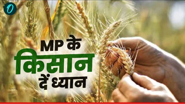 MP News: गेहूं उपार्जन के लिए किसान कर सकते हैं ऑनलाइन पंजीयन, घर बैठे होगा ये काम | MP E ...