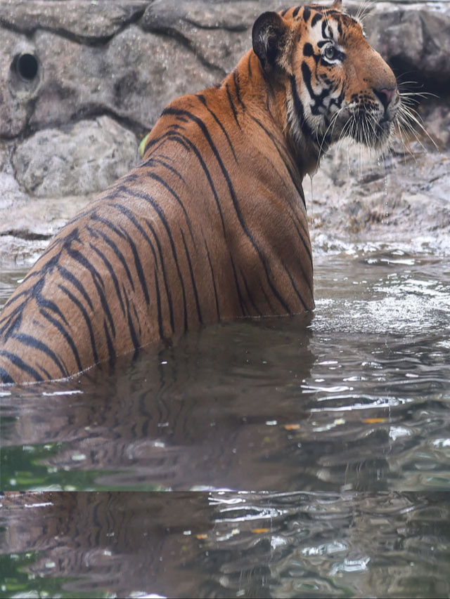 7 Unique Ways Animals Beat The Heat