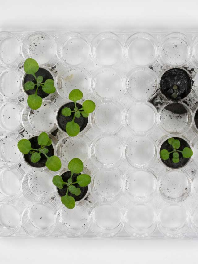 In breakthrough test, Scientists grow plants in lunar soil