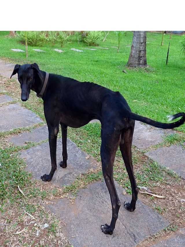 Mudhol hounds 1st desi breed in PM's SPG squad