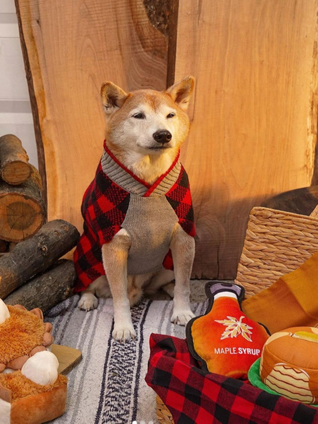 Bodhi: The most stylish dog in the world